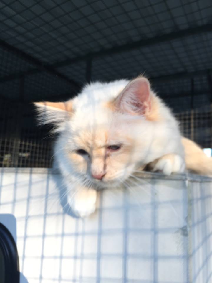 Gallery – Nutley Farm Cattery