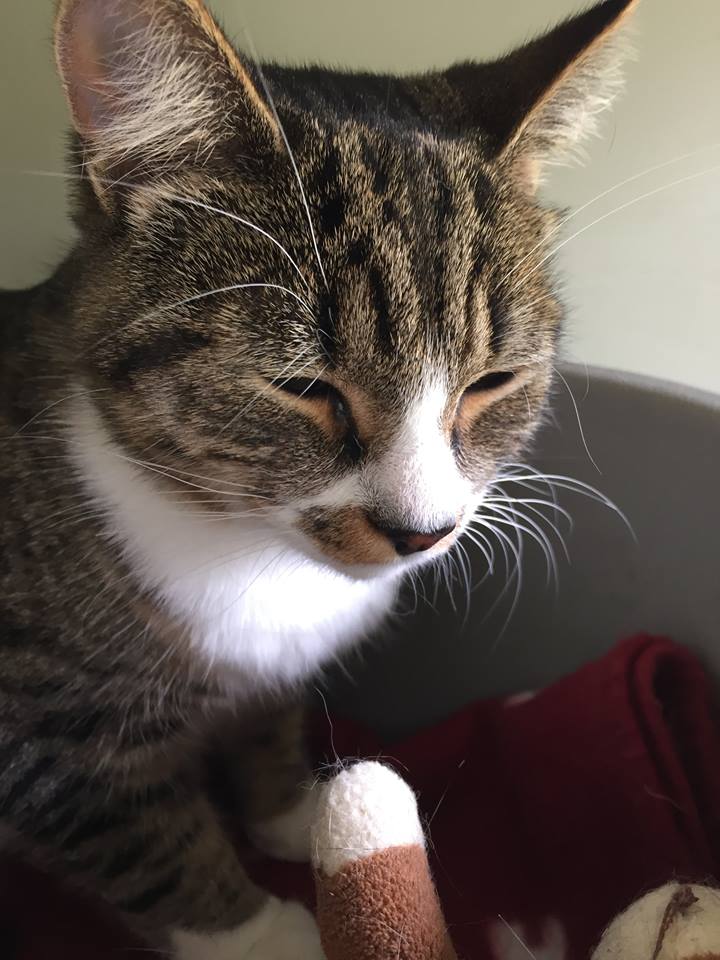 Gallery – Nutley Farm Cattery