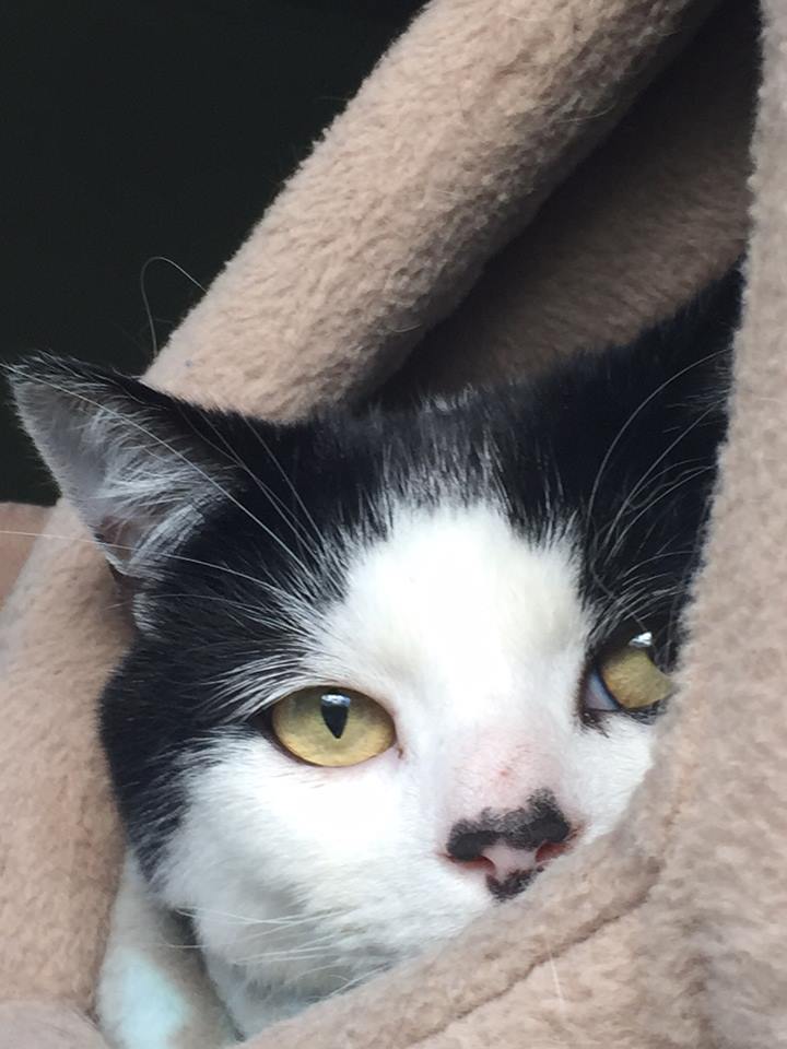 Gallery – Nutley Farm Cattery