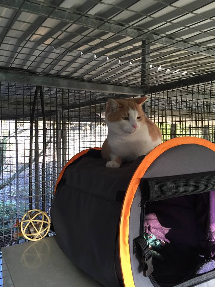 Gallery – Nutley Farm Cattery