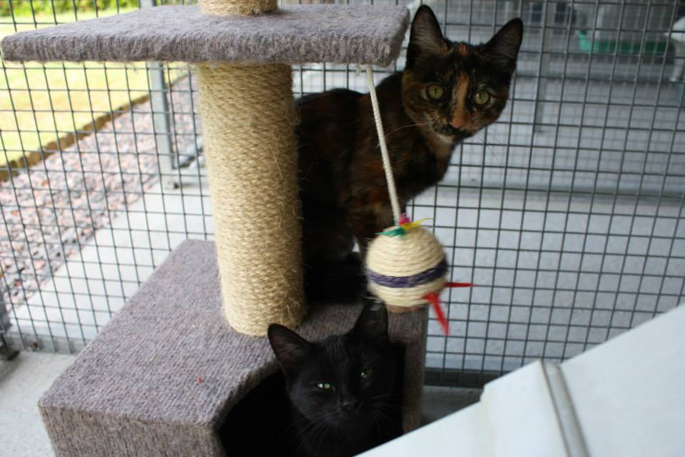 Gallery – Nutley Farm Cattery