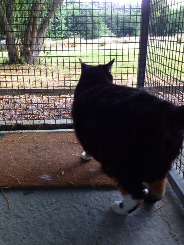 969779_143544555853050_755773647_n – Nutley Farm Cattery