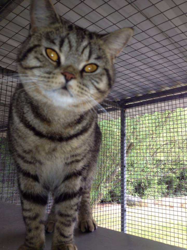 Gallery – Nutley Farm Cattery