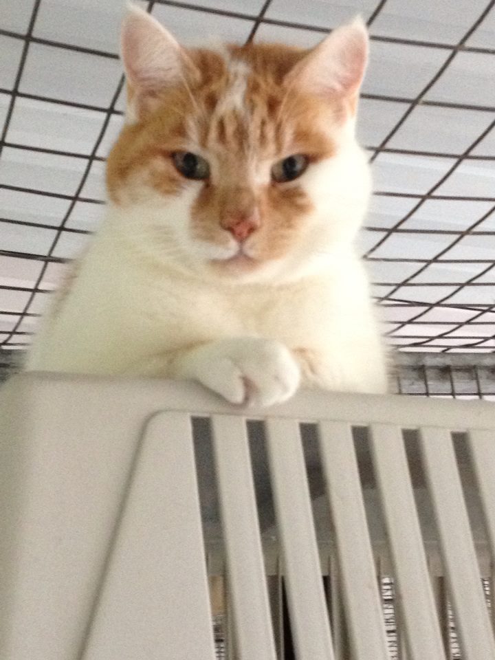 Gallery – Nutley Farm Cattery